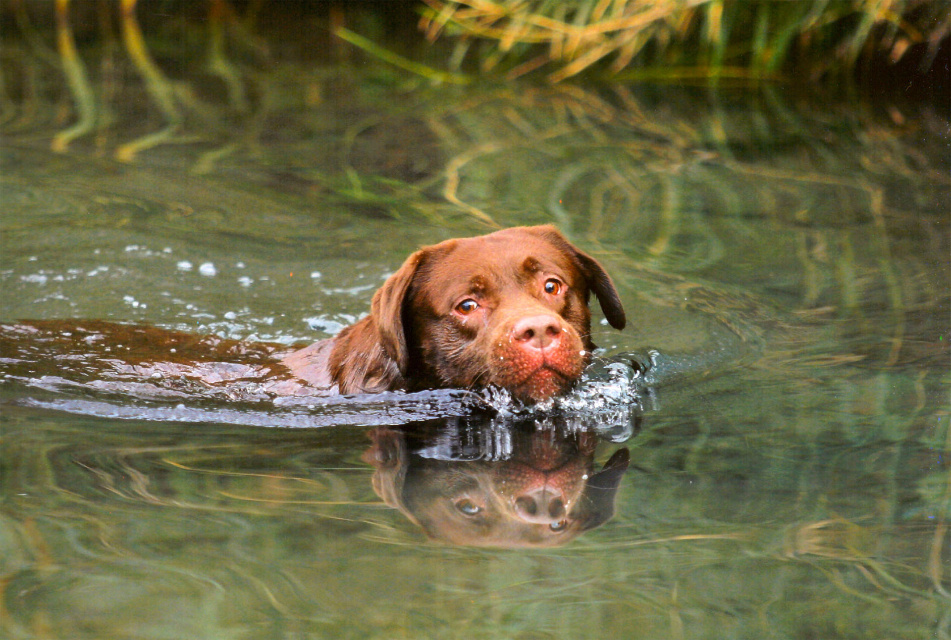 Allevamento Mastiff e Labrador Toscana: Allevamento Talia Althea Toscana